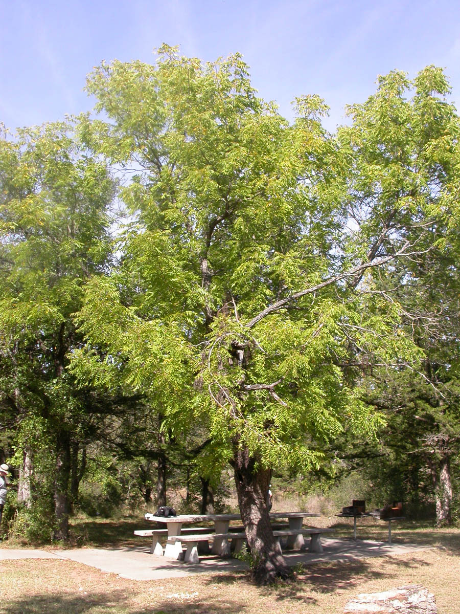 Walnut, Little - ECO