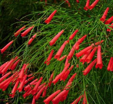 Fern, Firecracker – ECO